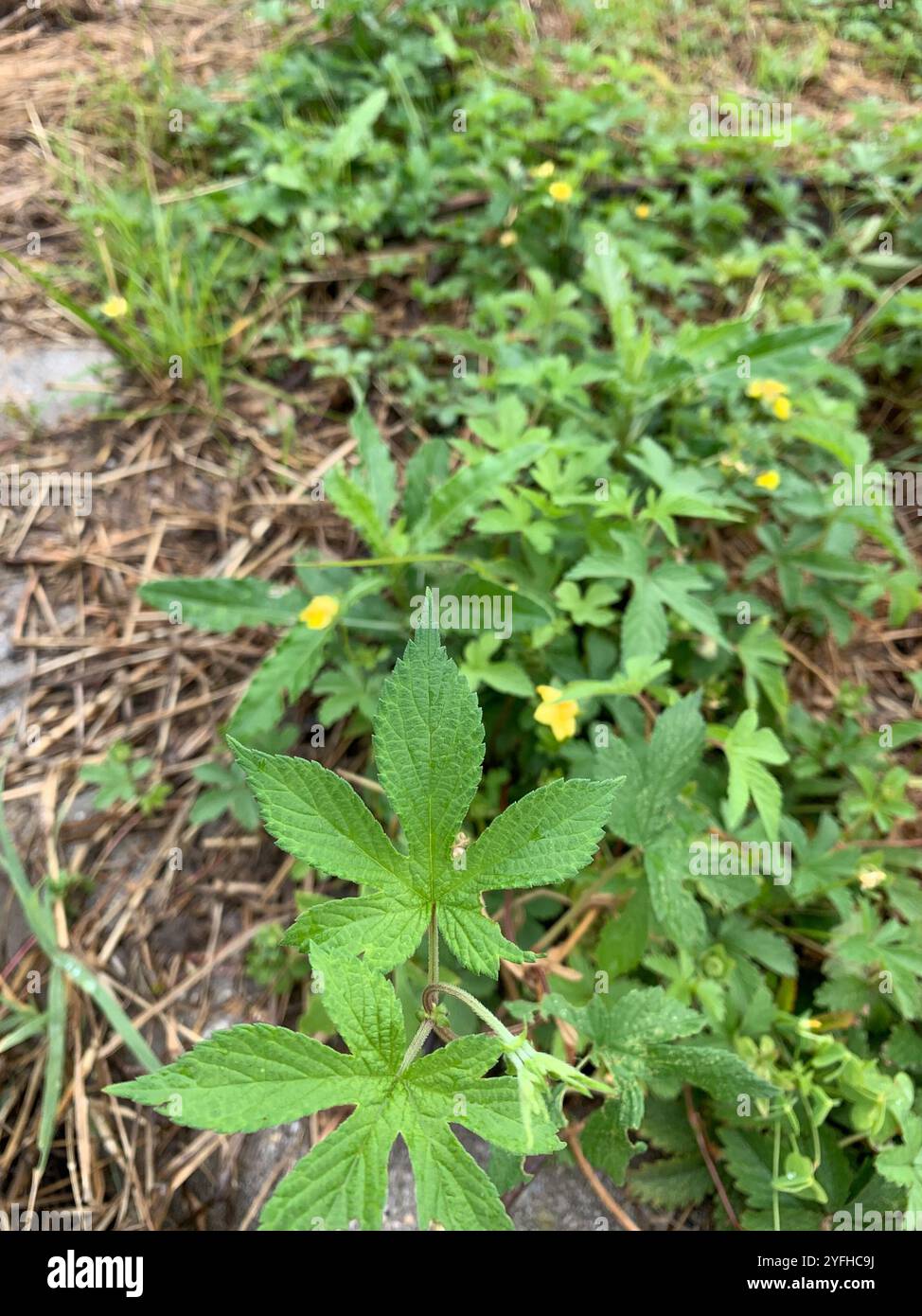 Humulus scandens hi-res stock photography and images - Alamy
