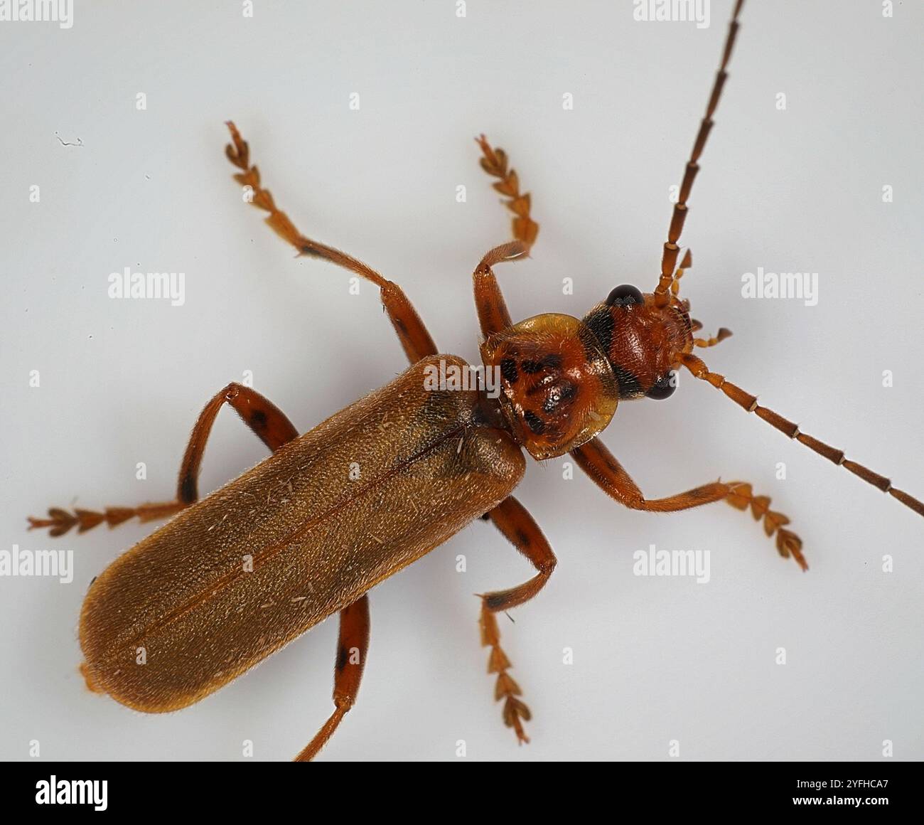 Red Soldier Beetle (Cantharis rufa Stock Photo - Alamy