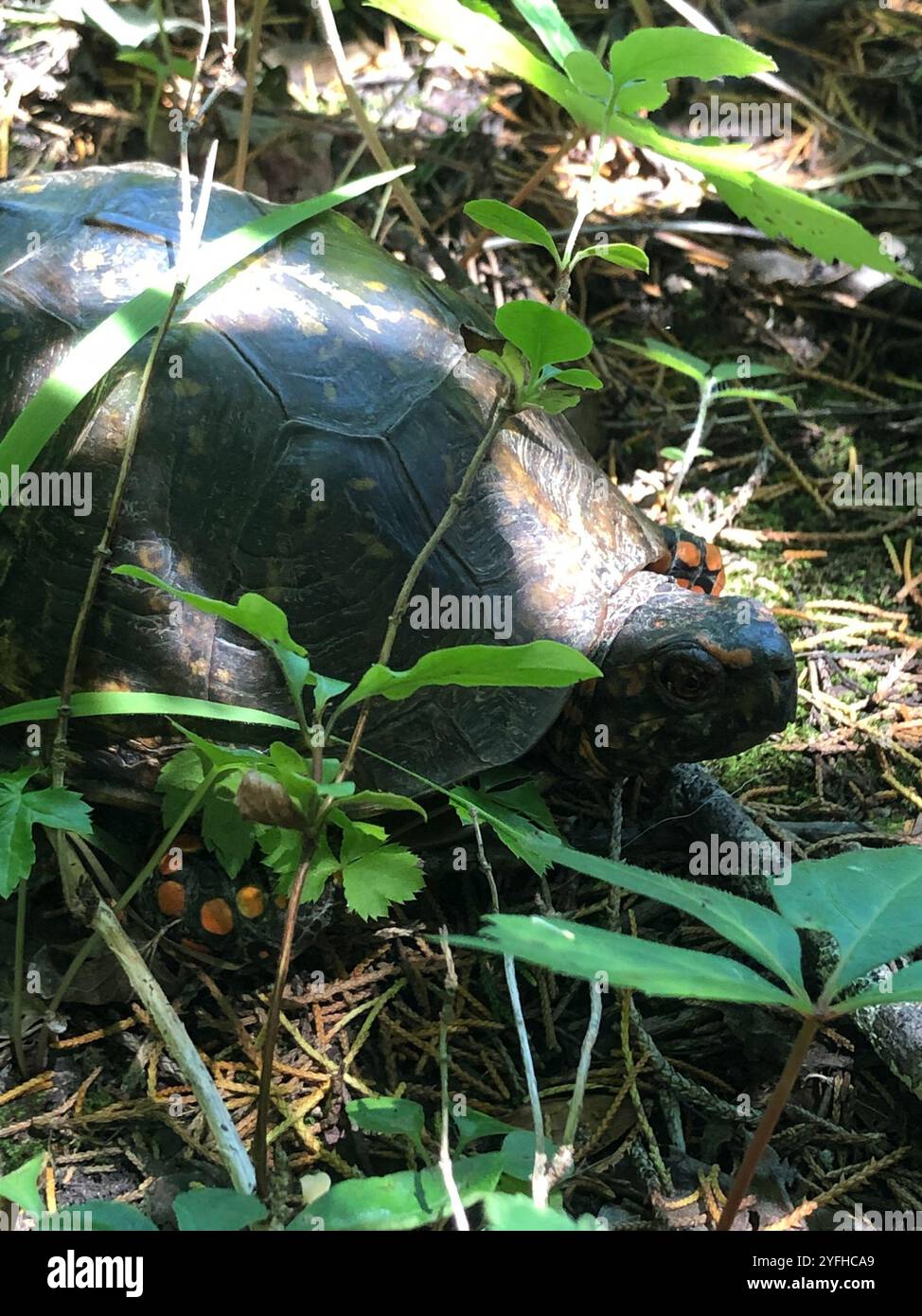 Three-toed Box Turtle (Terrapene triunguis Stock Photo - Alamy