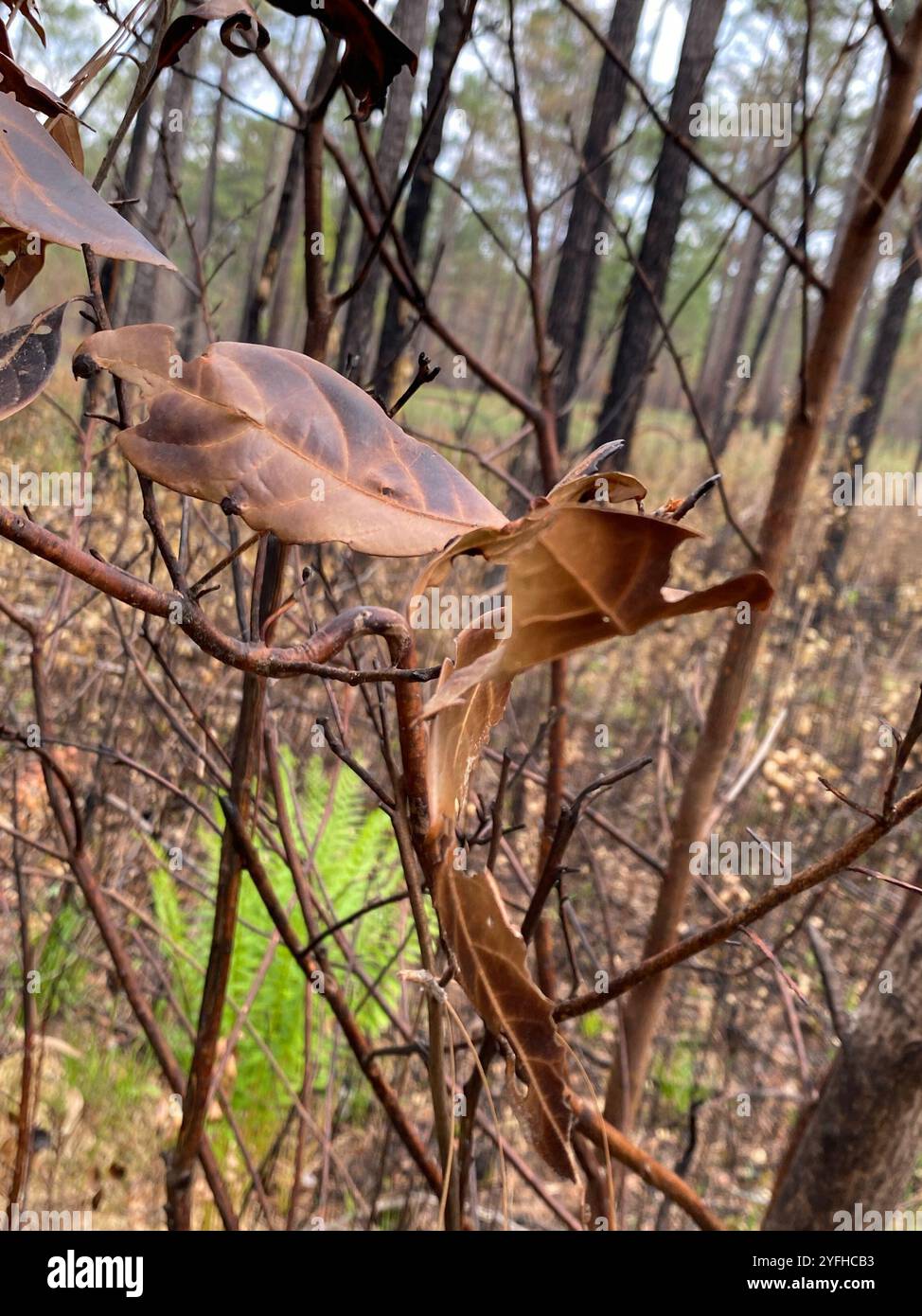 Swamp Bay (Persea palustris Stock Photo - Alamy