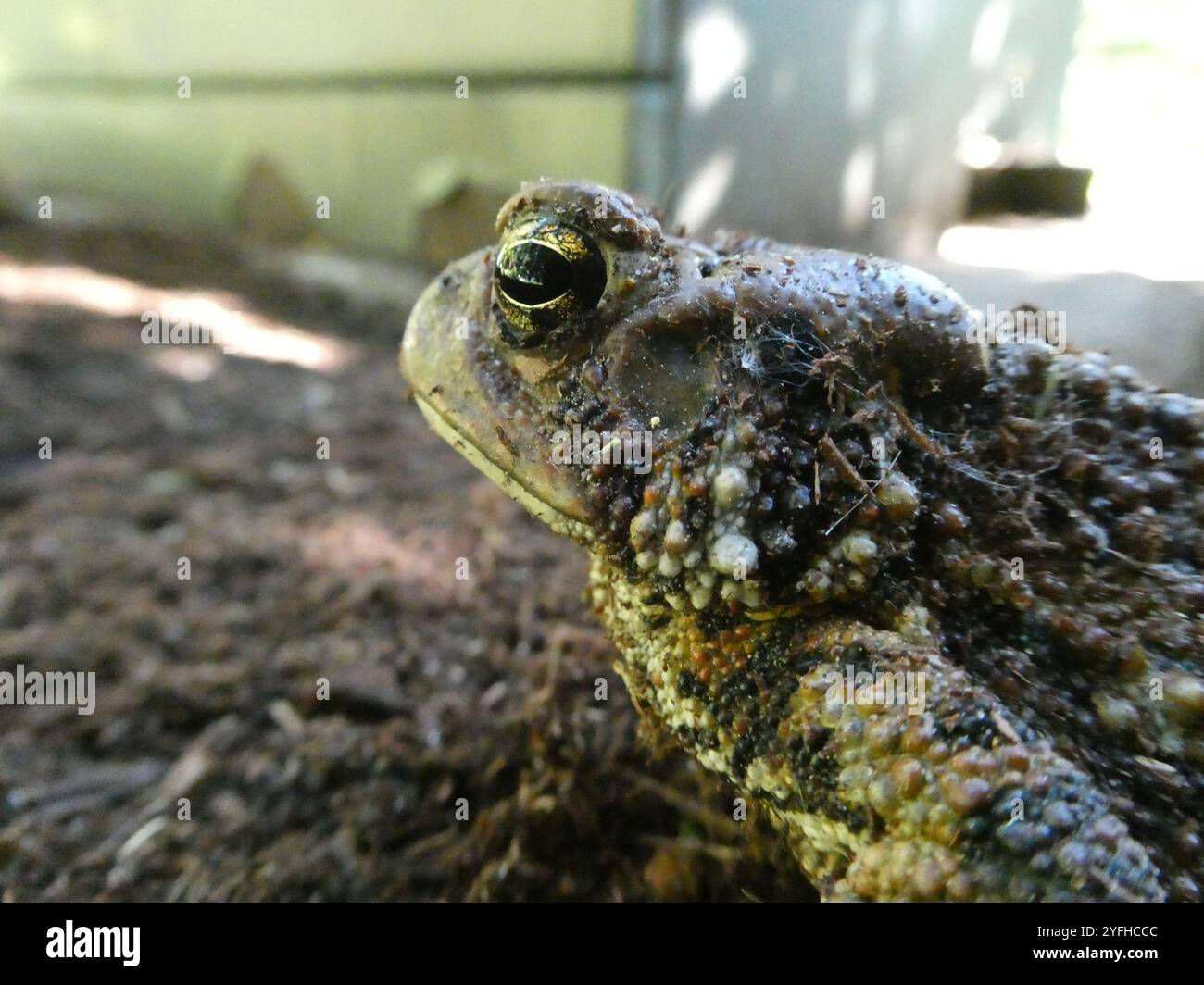 American Toad (Anaxyrus americanus Stock Photo - Alamy