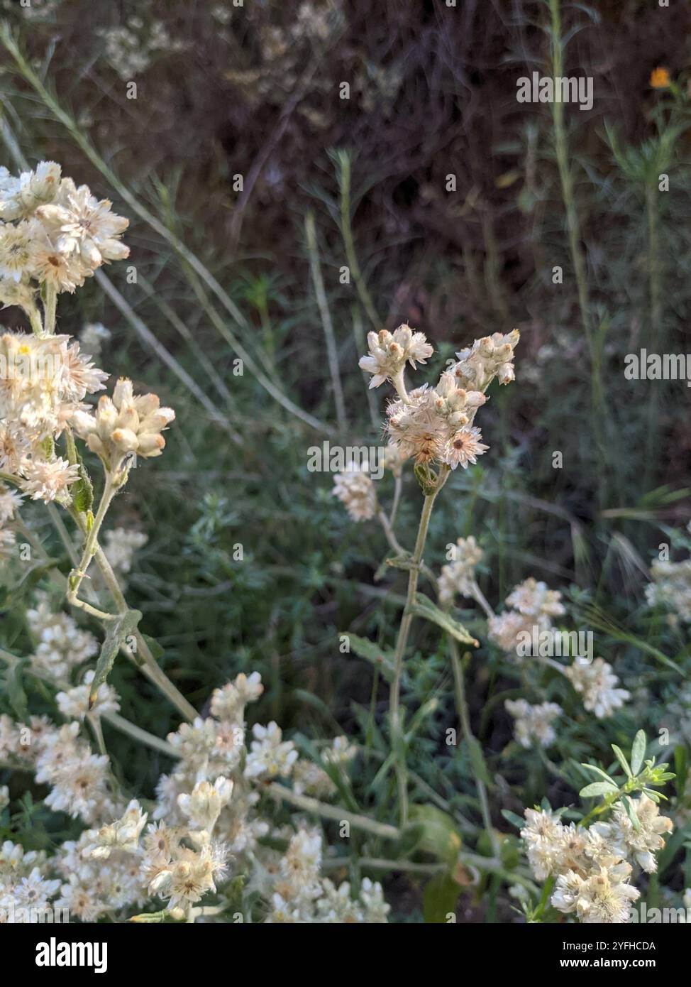 two-color rabbit tobacco (Pseudognaphalium biolettii Stock Photo - Alamy