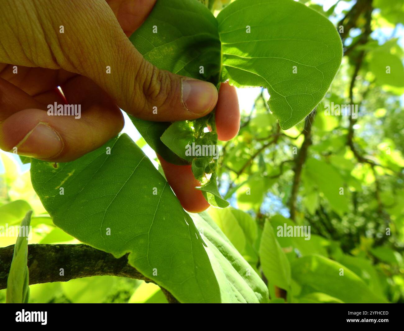 Winged and Once-winged Insects (Pterygota Stock Photo - Alamy