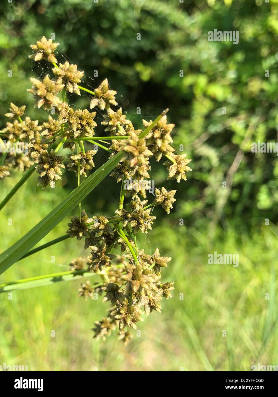 dark green bulrush (Scirpus atrovirens Stock Photo - Alamy