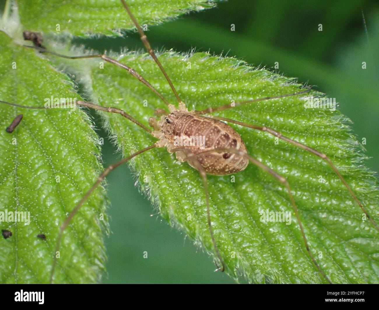 Spring Harvestman (Rilaena triangularis Stock Photo - Alamy