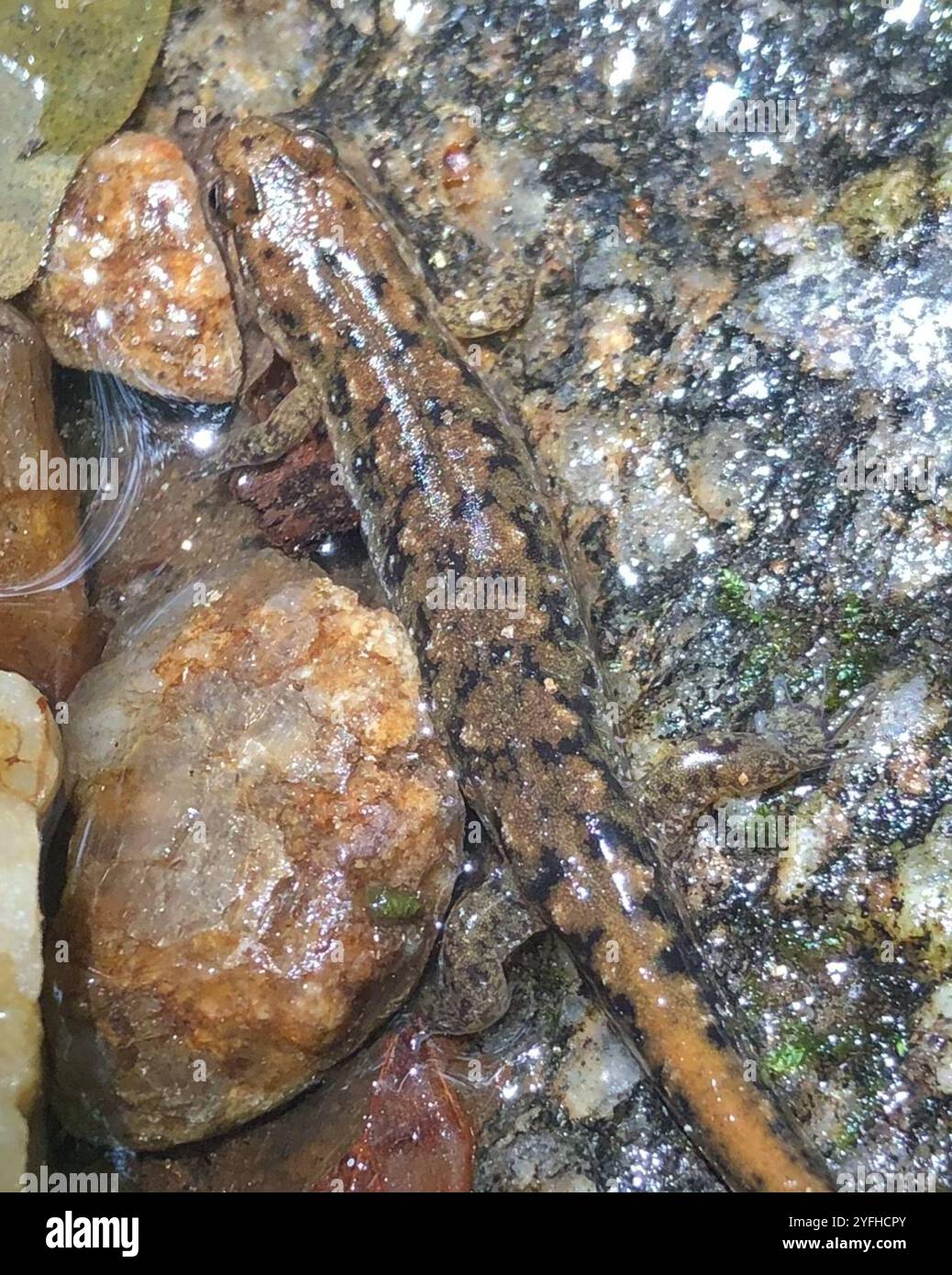 Wolf Dusky Salamander (Desmognathus lycos Stock Photo - Alamy