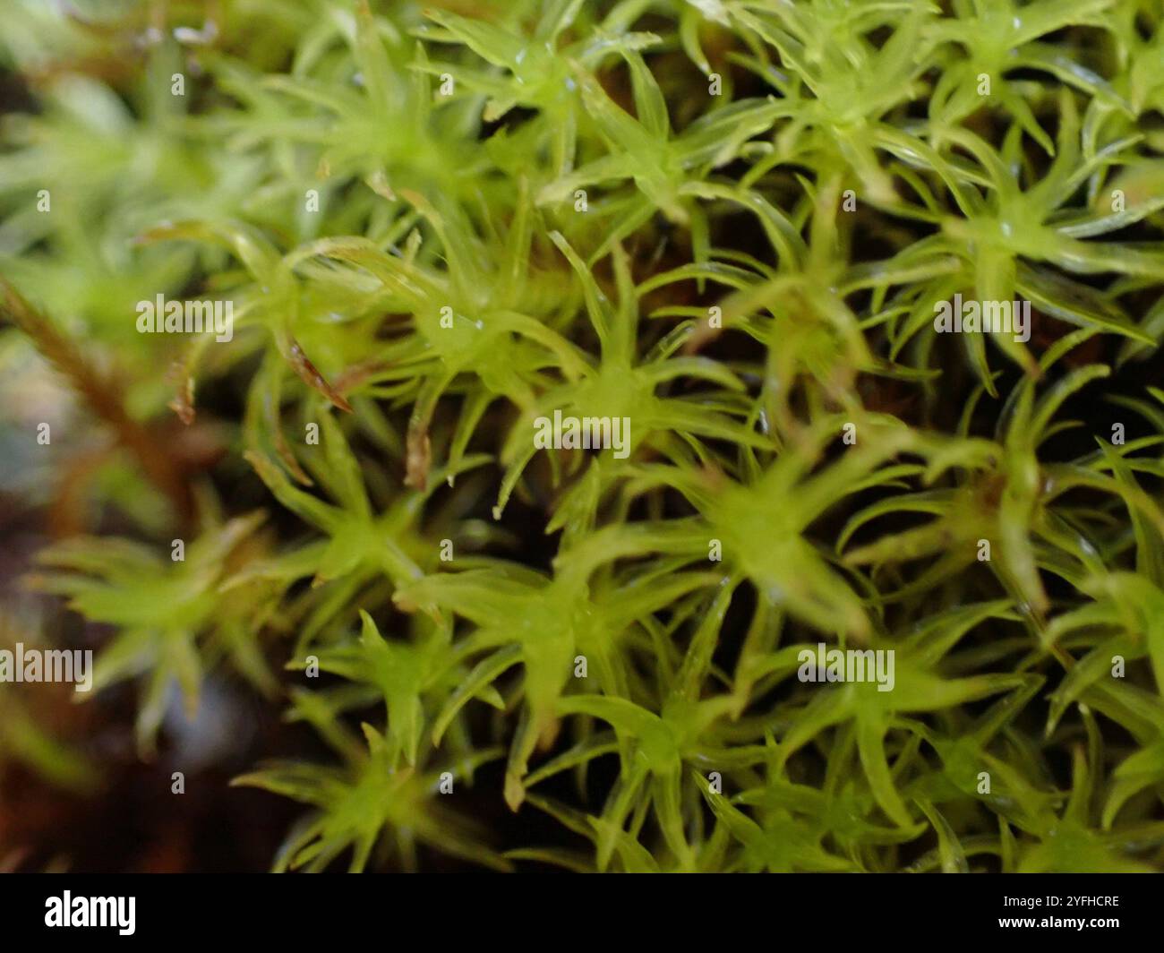 transparent fork-moss (Dichodontium pellucidum Stock Photo - Alamy