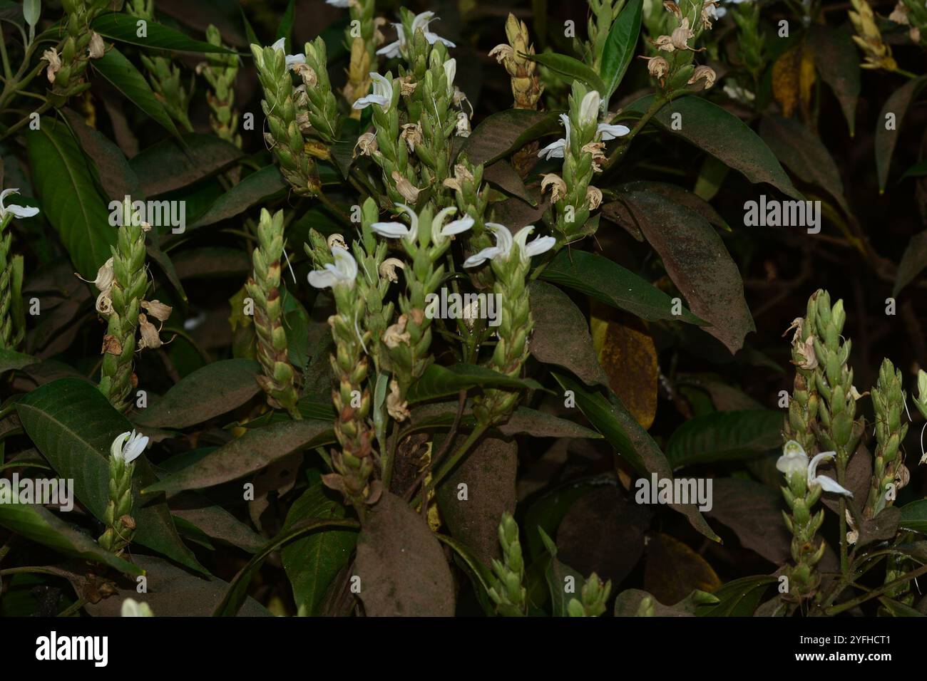 Malabar nut (Justicia adhatoda Stock Photo - Alamy