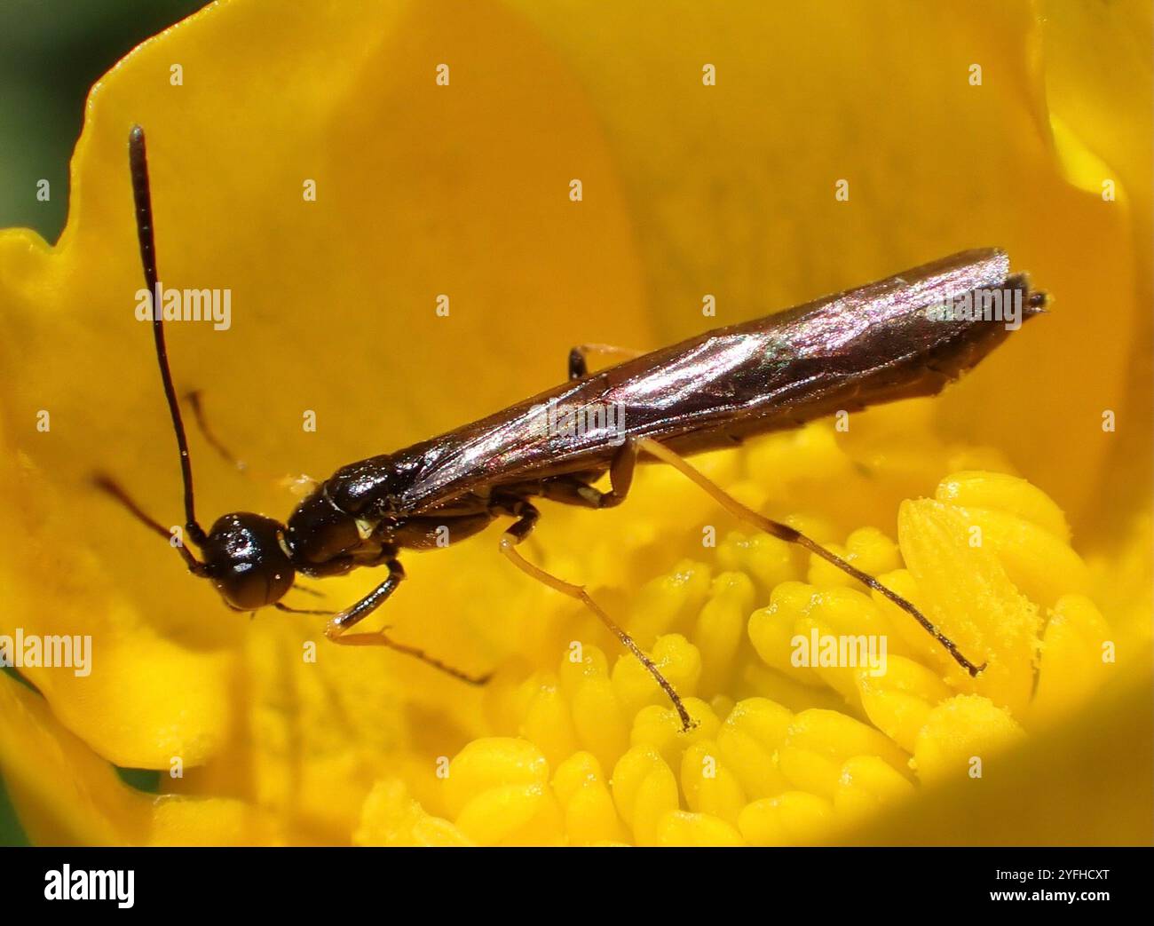 Stem Sawflies (Cephidae Stock Photo - Alamy
