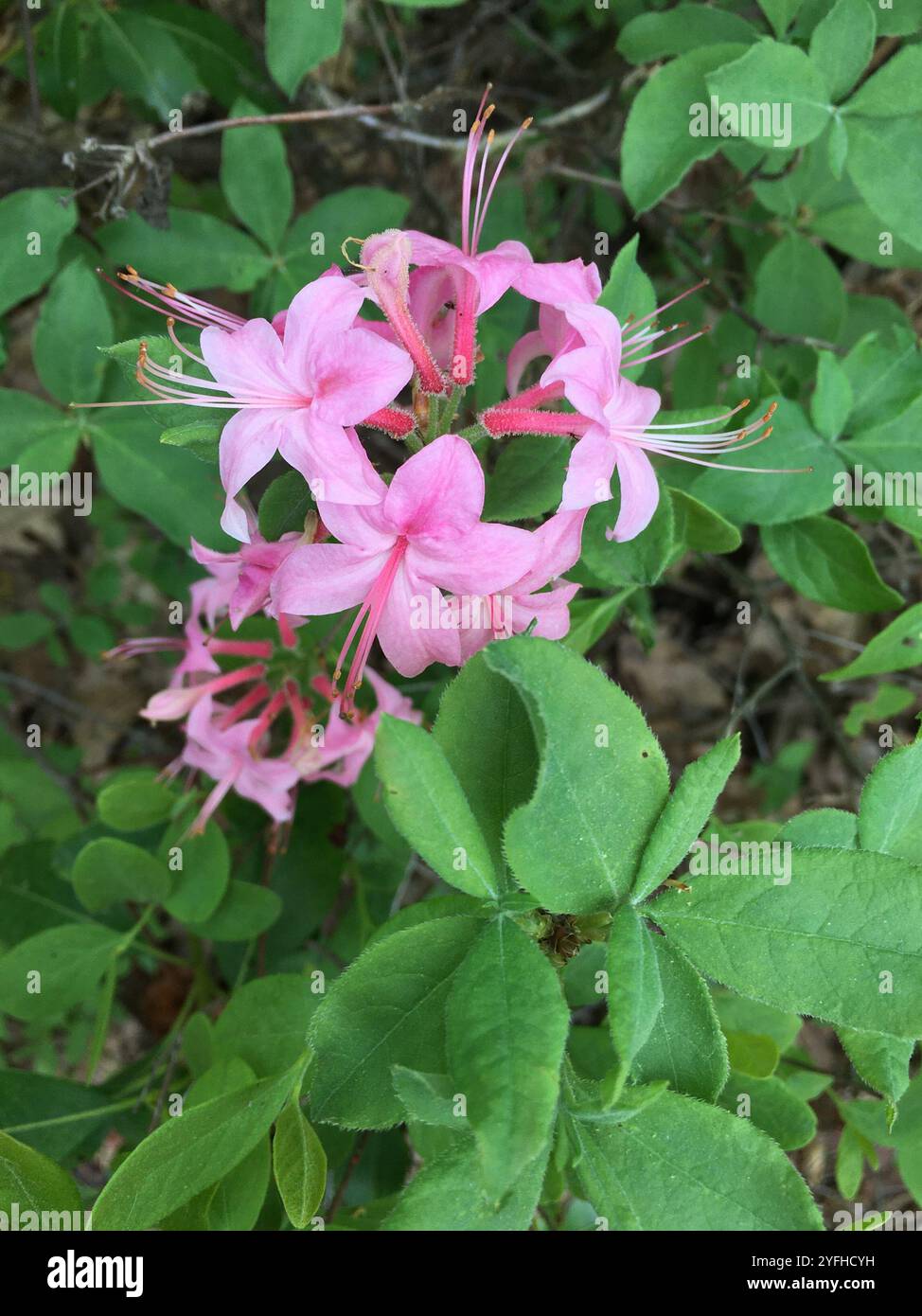 early azalea (Rhododendron prinophyllum Stock Photo - Alamy