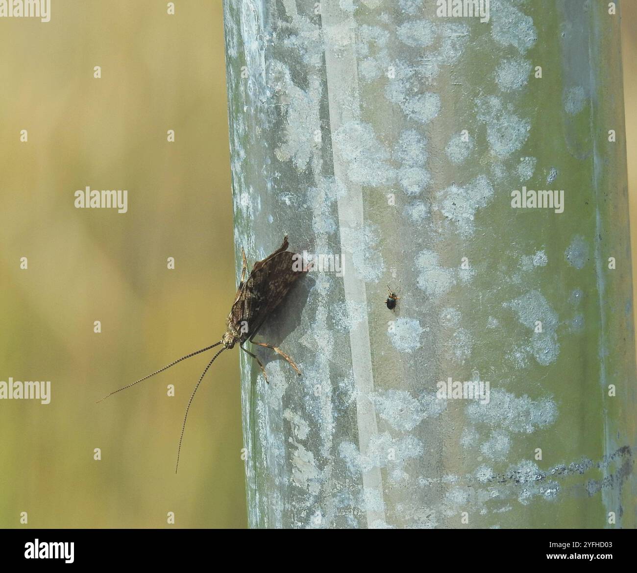 Giant Casemaker Caddisflies (Phryganeidae Stock Photo - Alamy