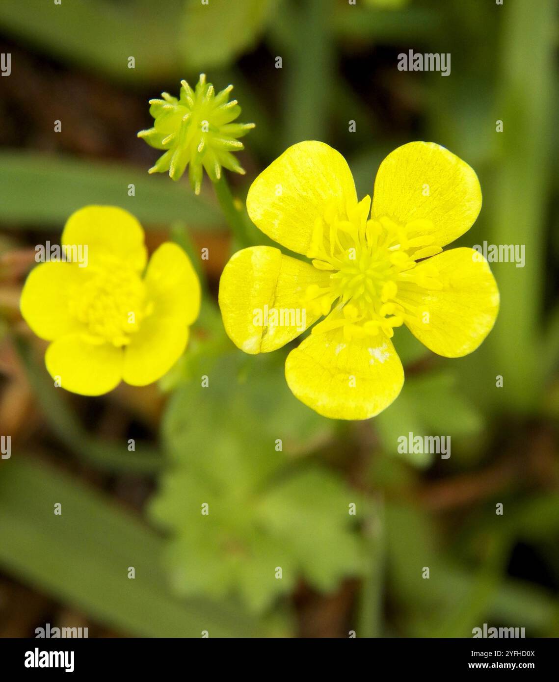hairy buttercup (Ranunculus sardous Stock Photo - Alamy