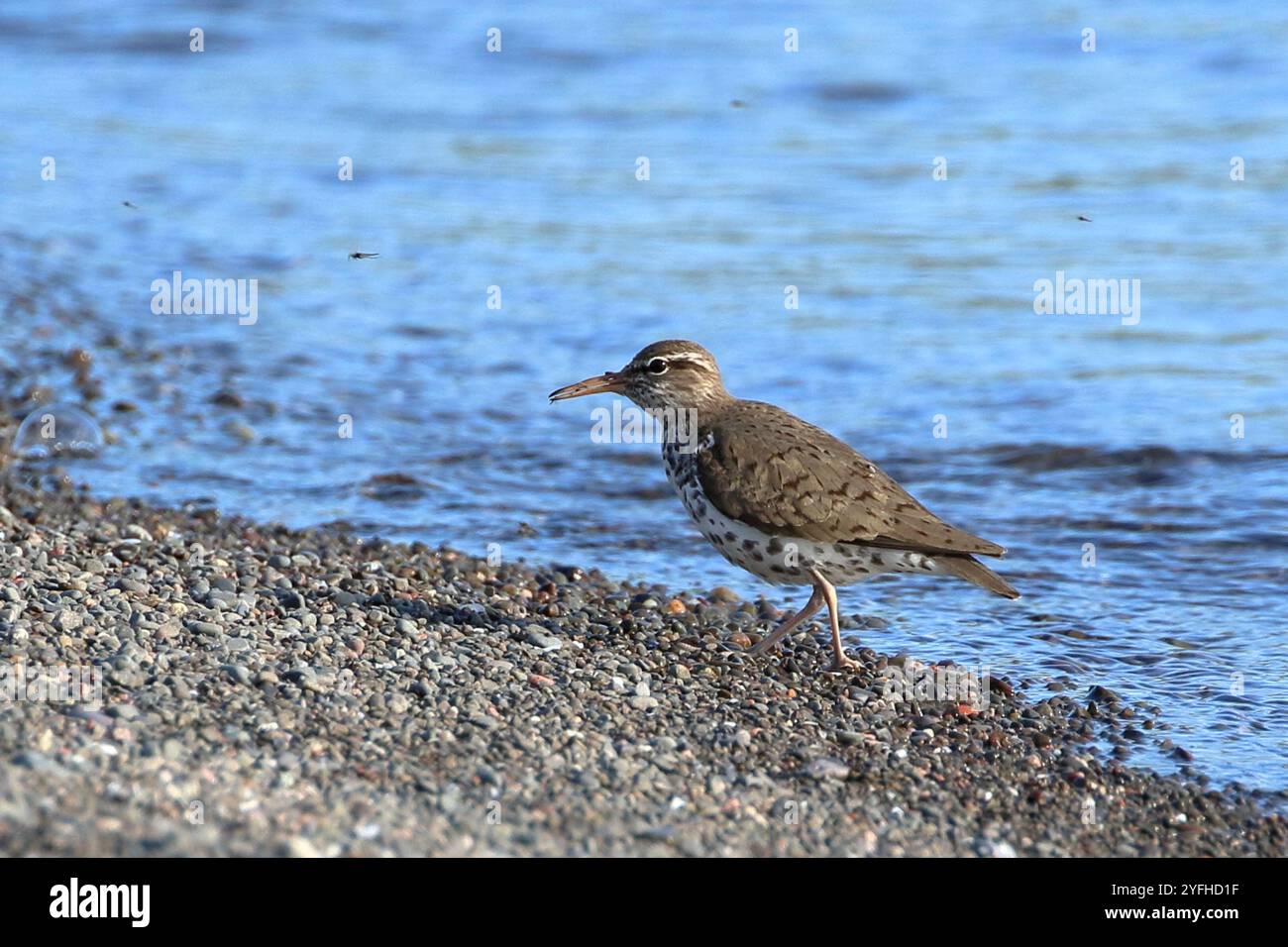 Spotted Sandpiper (Actitis macularius Stock Photo - Alamy