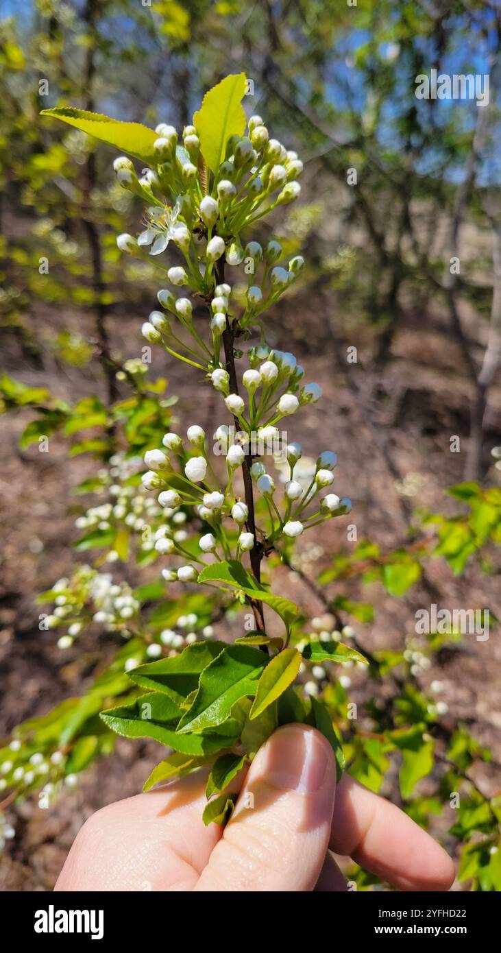 fire cherry (Prunus pensylvanica Stock Photo - Alamy