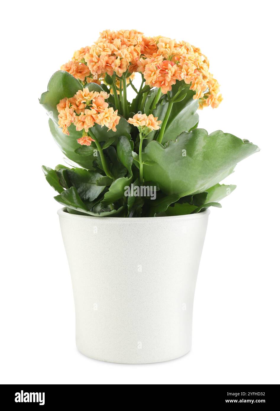 One beautiful kalanchoe flower in pot isolated on white Stock Photo - Alamy