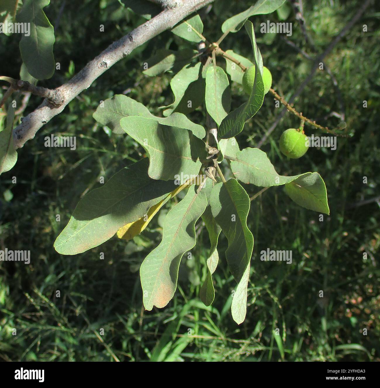 Pappea capensis hi-res stock photography and images - Alamy
