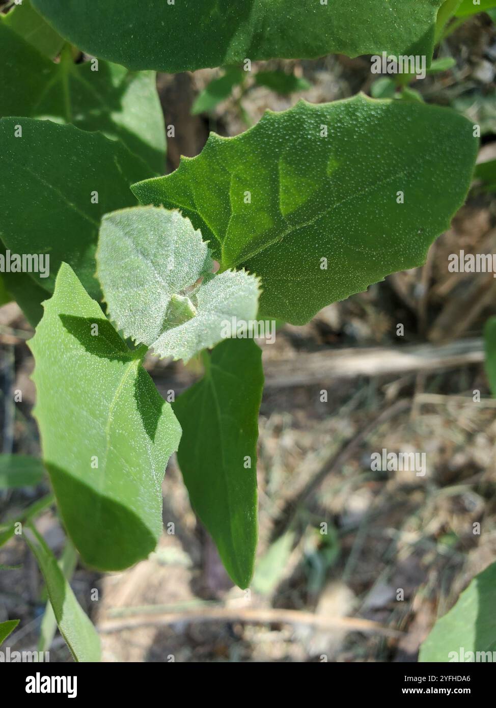 Subfamily chenopodioideae hi-res stock photography and images - Alamy
