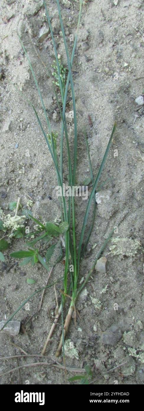 Flattened Rush (Juncus compressus Stock Photo - Alamy