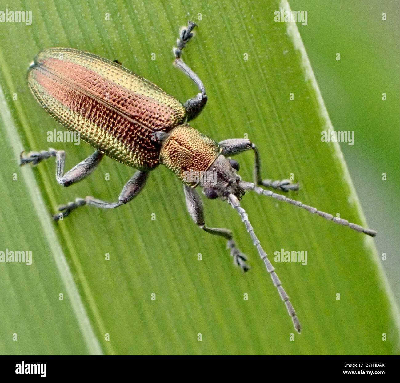 Grooved Leaf Beetle (Donacia semicuprea Stock Photo - Alamy