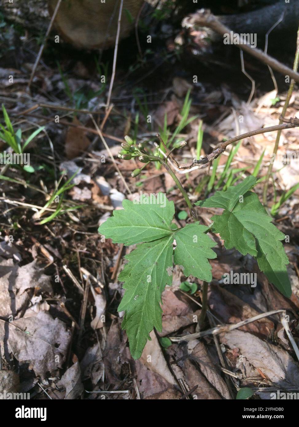 Two-leaved Toothwort (Cardamine diphylla Stock Photo - Alamy