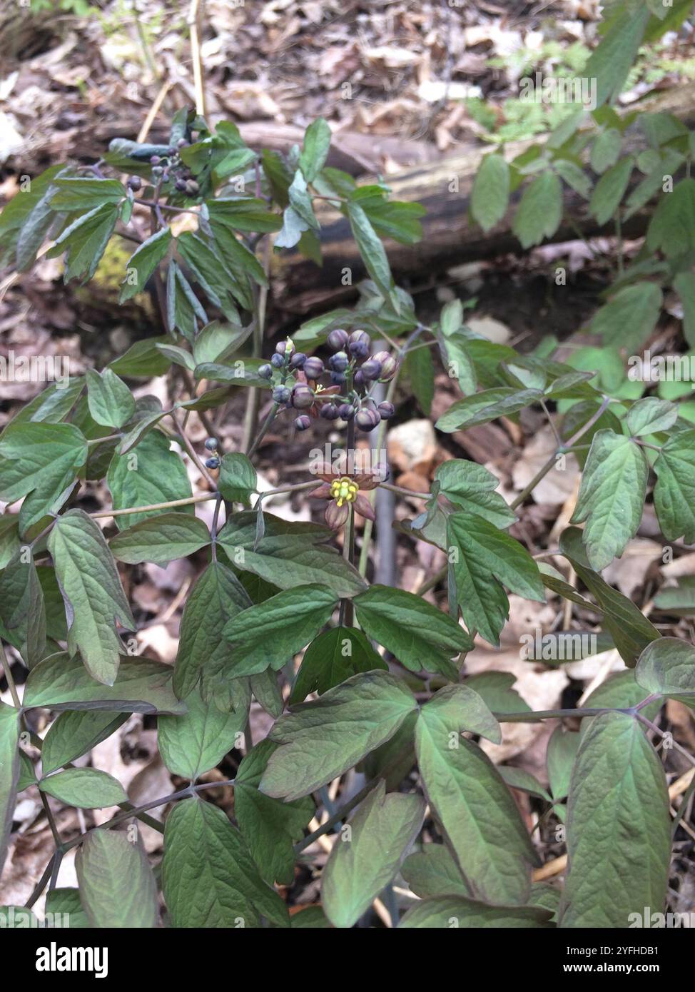 early blue cohosh (Caulophyllum giganteum Stock Photo - Alamy