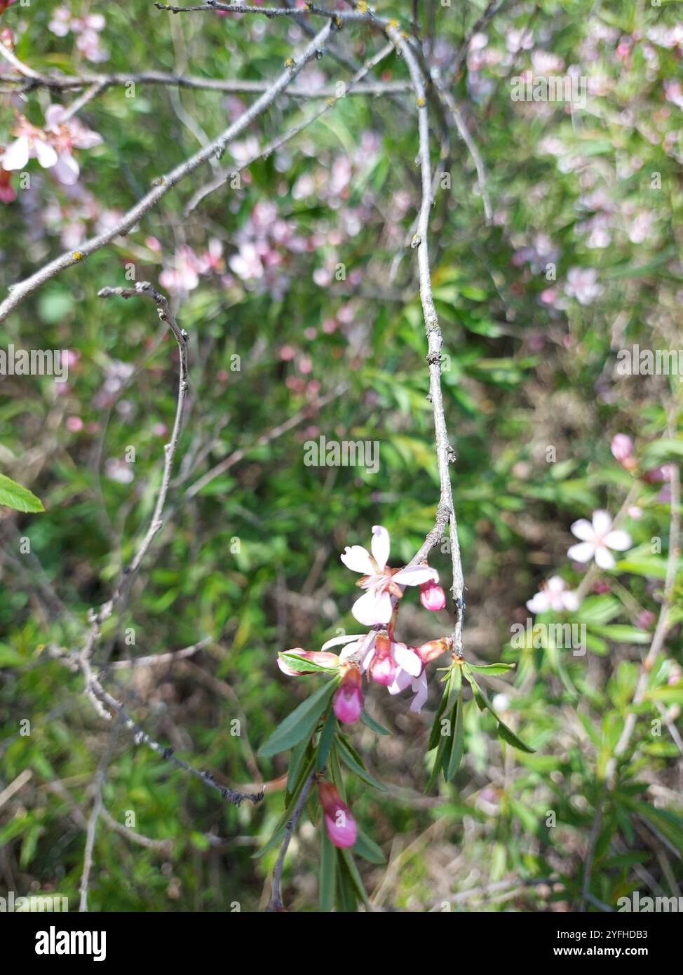 Dwarf Russian Almond (Prunus tenella Stock Photo - Alamy