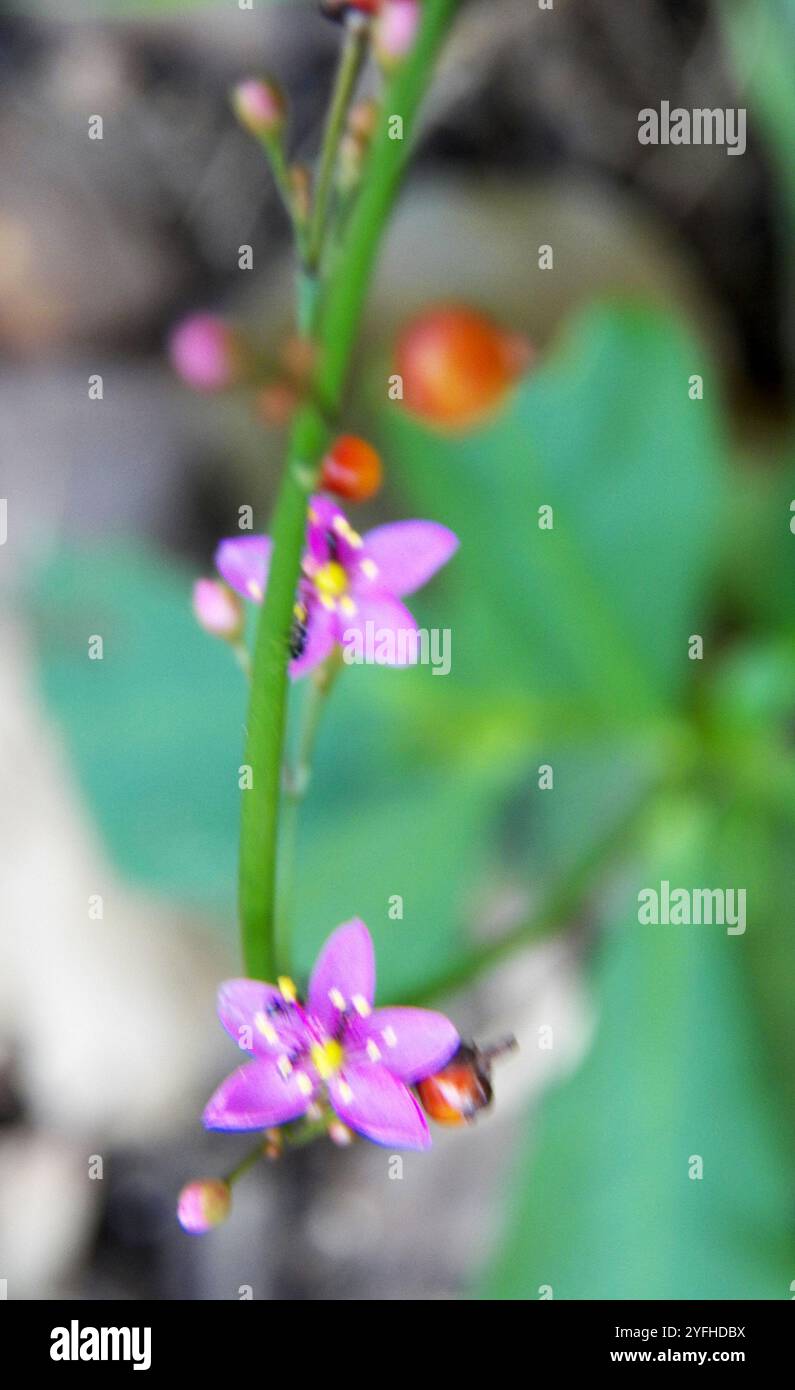 Jewels of Opar (Talinum paniculatum Stock Photo - Alamy