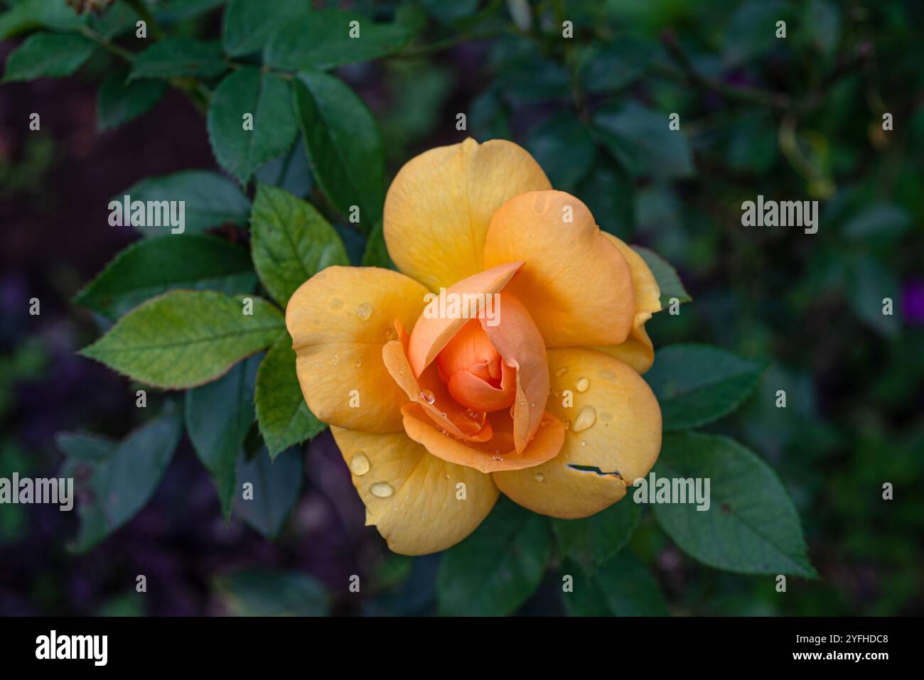 Austrian copper rose ( Rosa foetida )- Kampala Uganda Stock Photo - Alamy