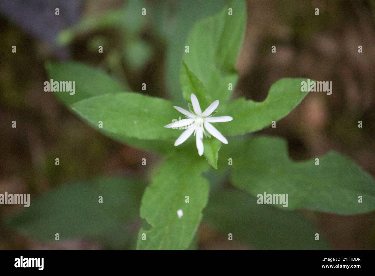 star chickweed (Stellaria pubera Stock Photo - Alamy