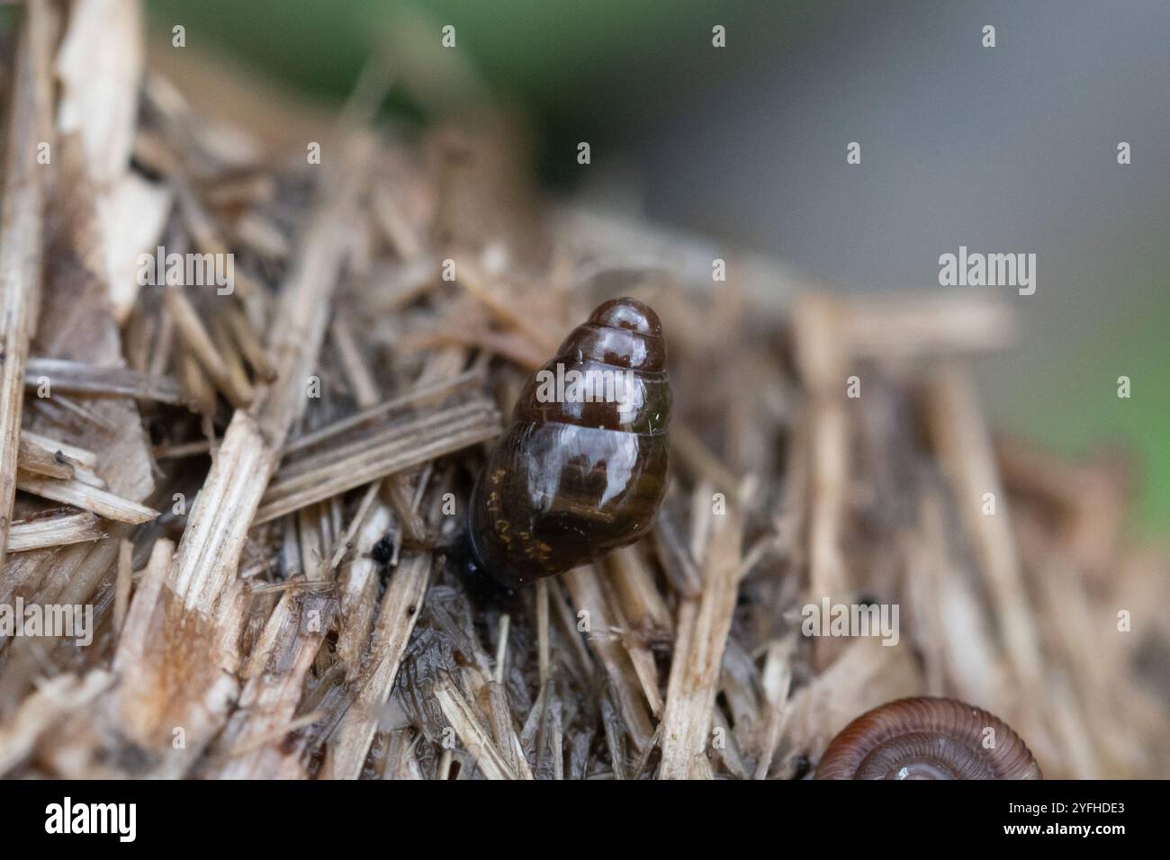Cochlicopa lubrica hi-res stock photography and images - Alamy