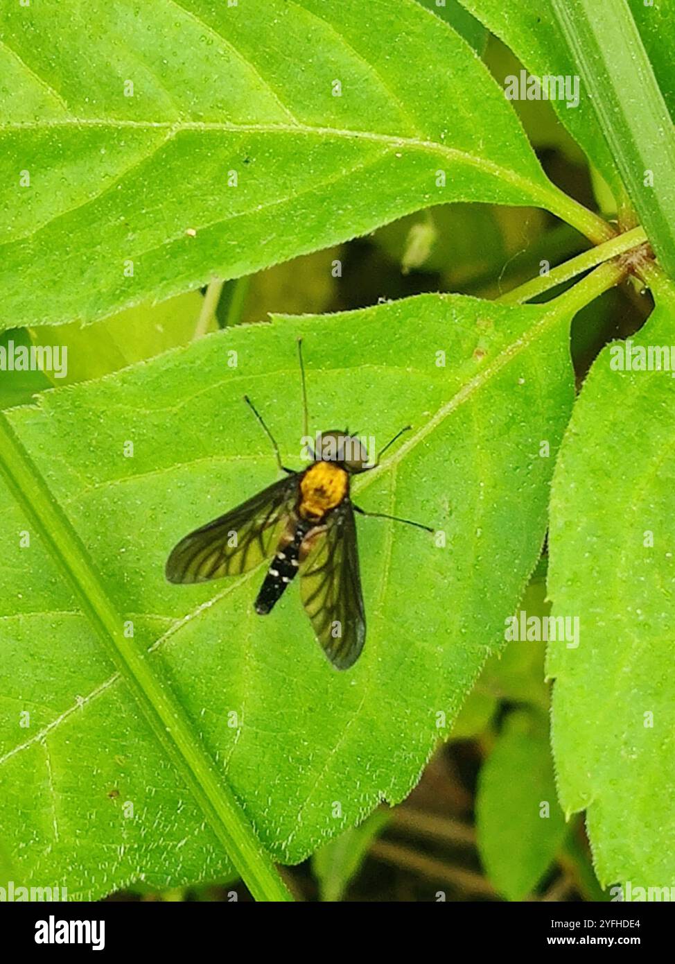Golden-backed Snipe Fly (Chrysopilus thoracicus Stock Photo - Alamy