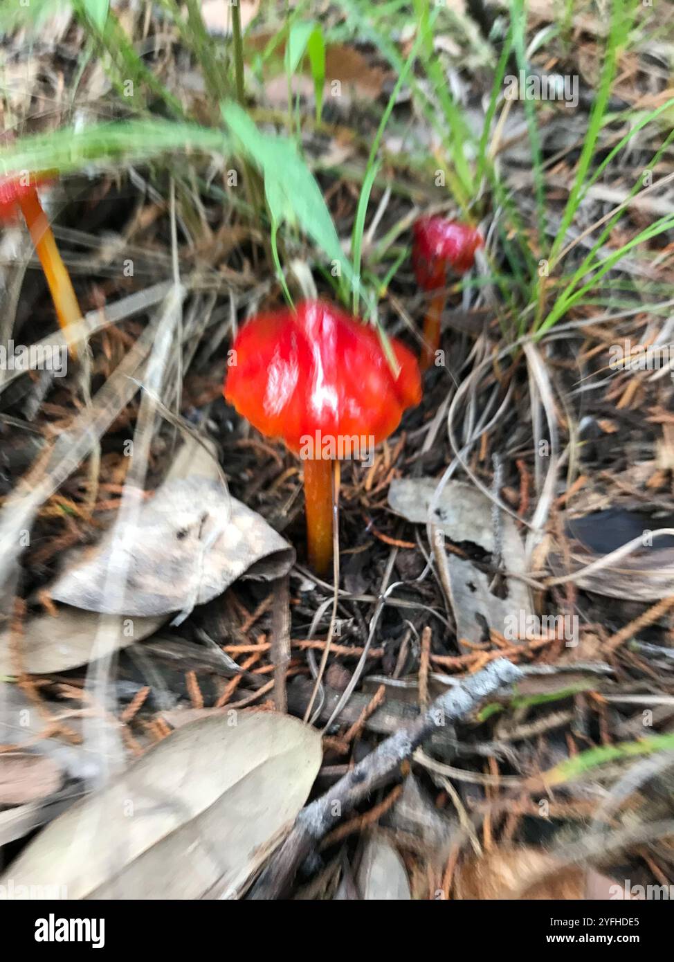 Scarlet Waxy Cap (Hygrocybe coccinea Stock Photo - Alamy