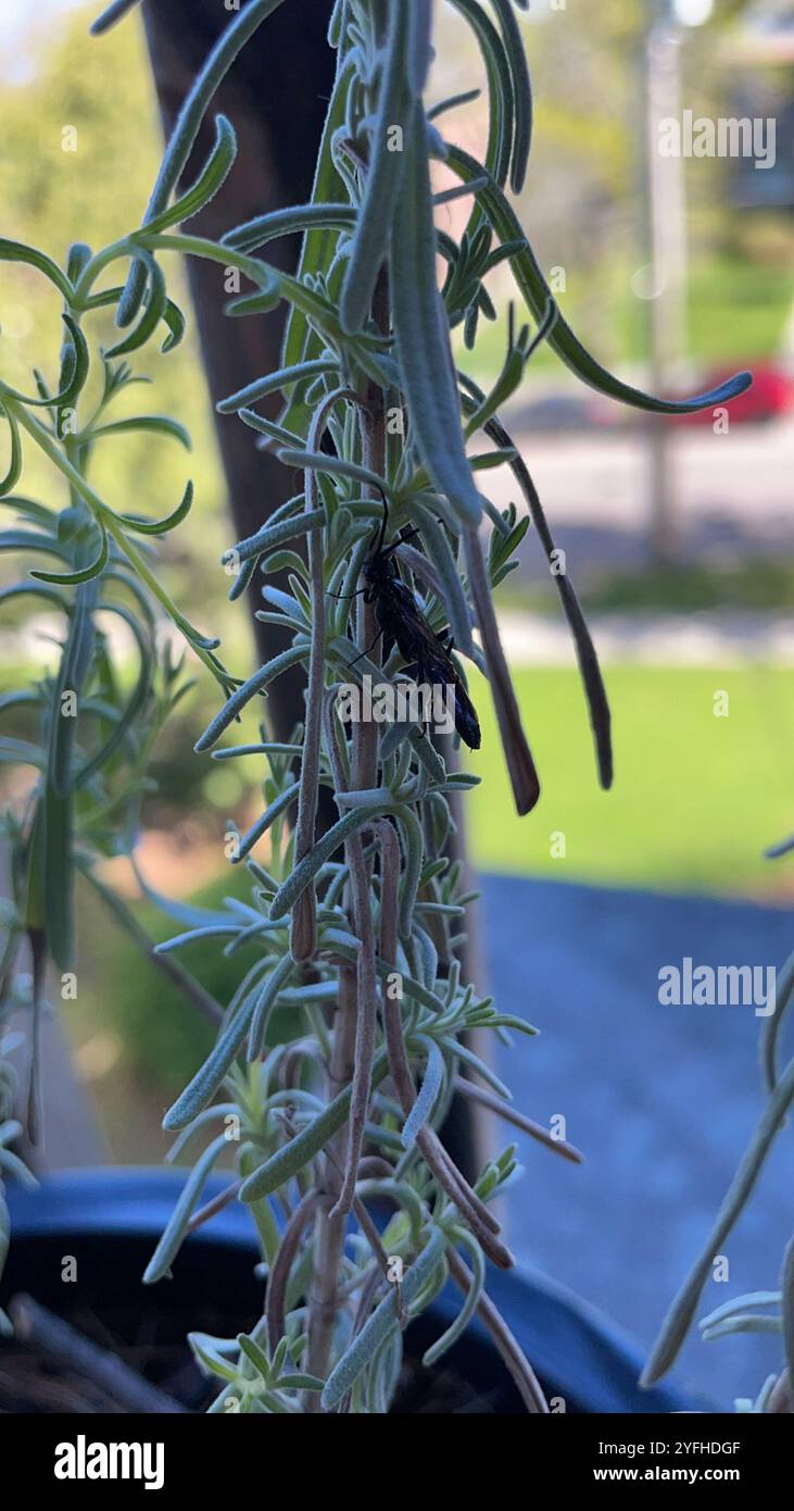 Ants, Bees, Wasps, and Sawflies (Hymenoptera Stock Photo - Alamy