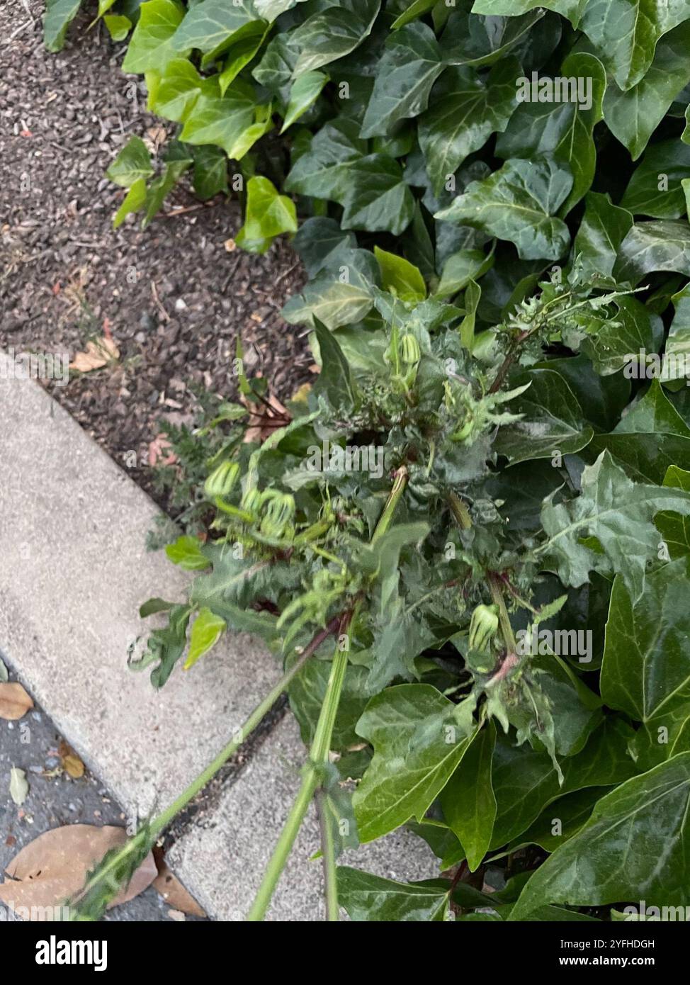 False Hawkbit (Urospermum picroides Stock Photo - Alamy
