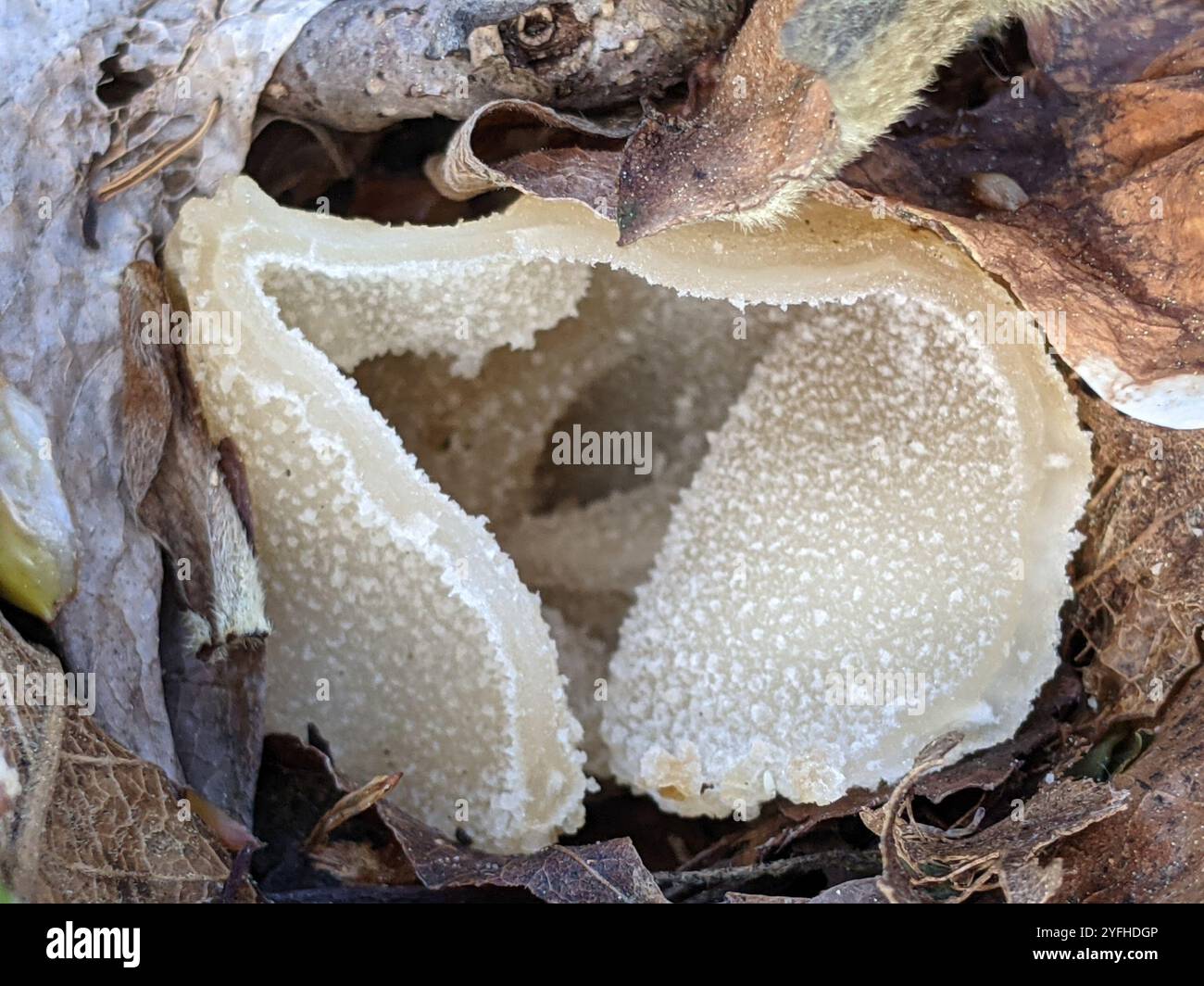 Half-free Morel (Morchella punctipes Stock Photo - Alamy