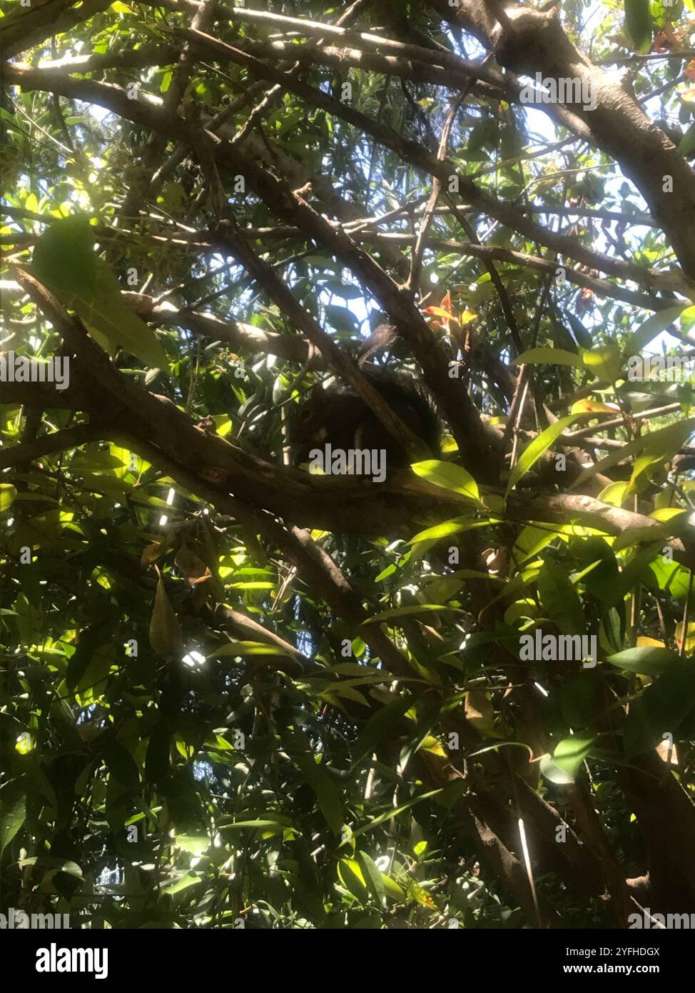 Tree Squirrels (Sciurus Stock Photo - Alamy