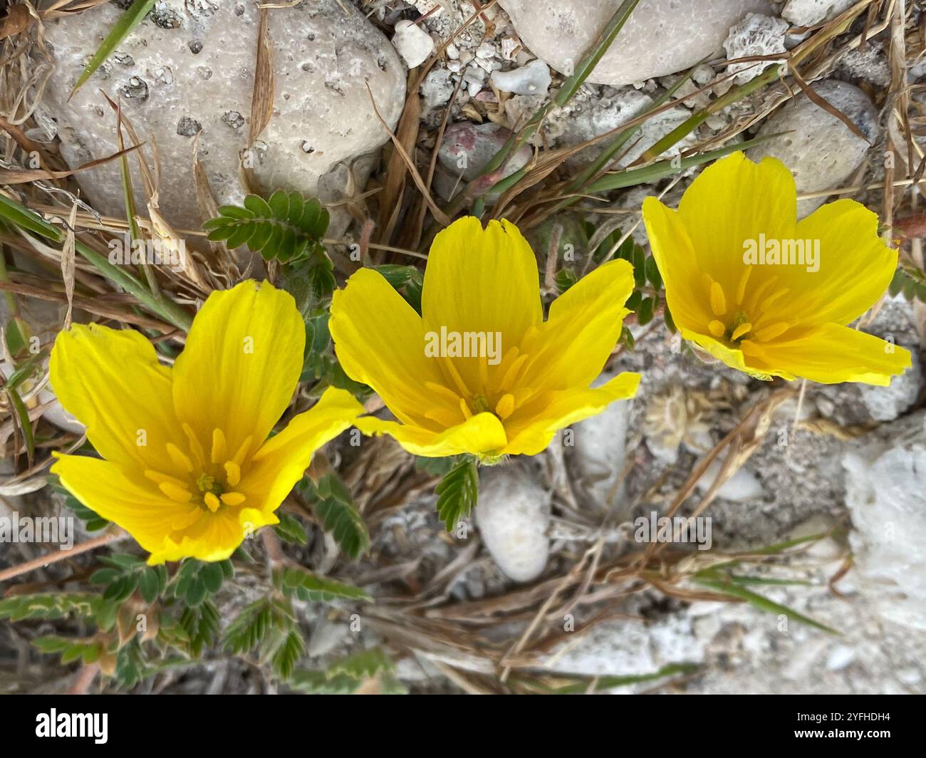 Jamaican feverplant (Tribulus cistoides Stock Photo - Alamy