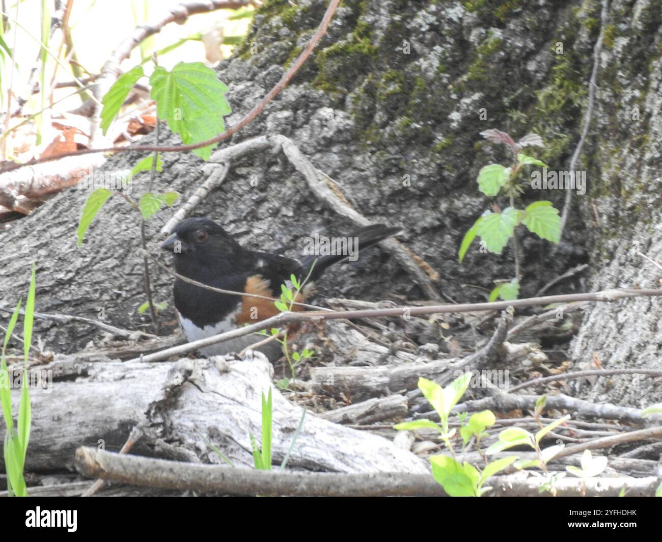 Eastern Towhee (Pipilo erythrophthalmus Stock Photo - Alamy