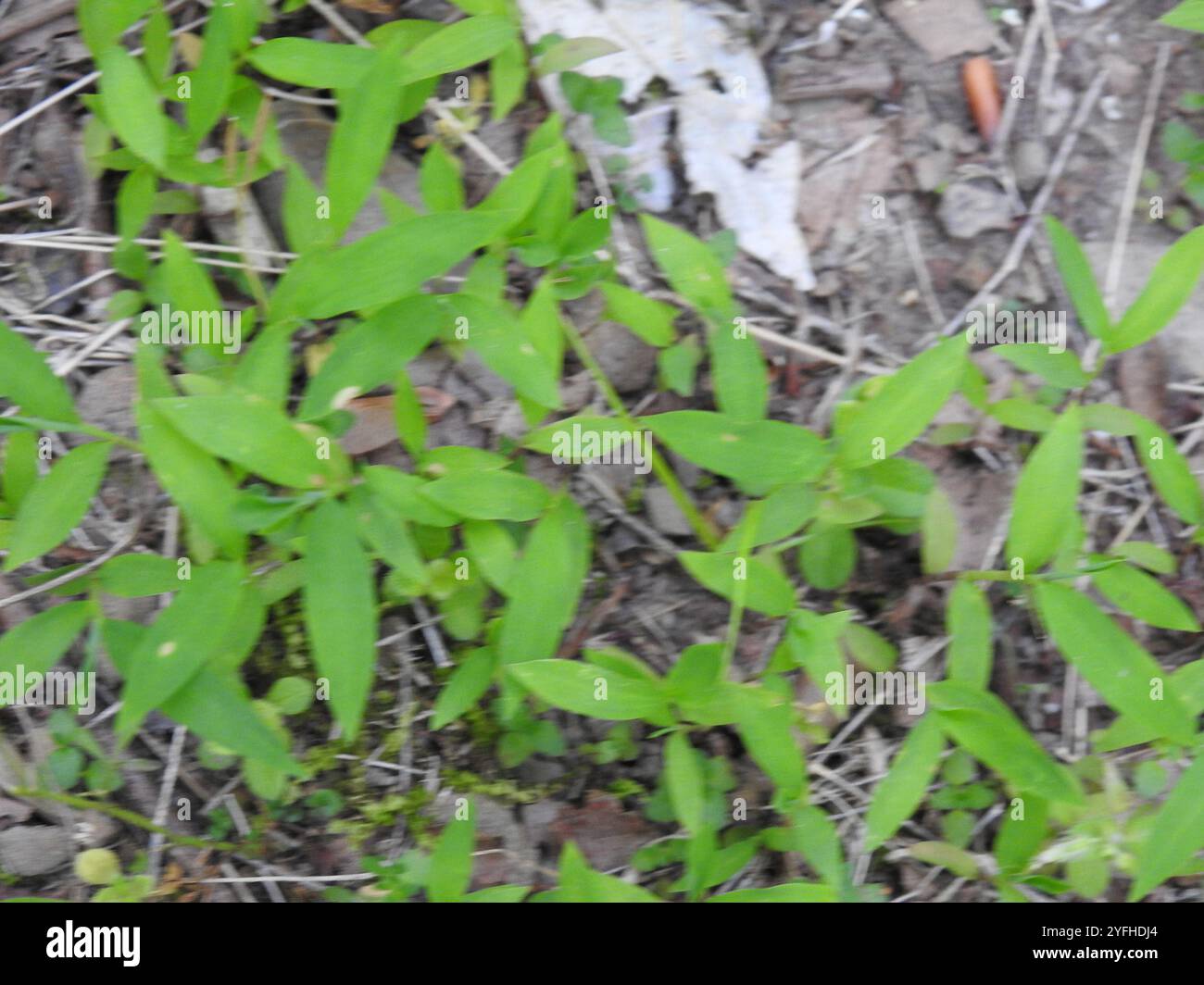 Japanese stiltgrass (Microstegium vimineum Stock Photo - Alamy