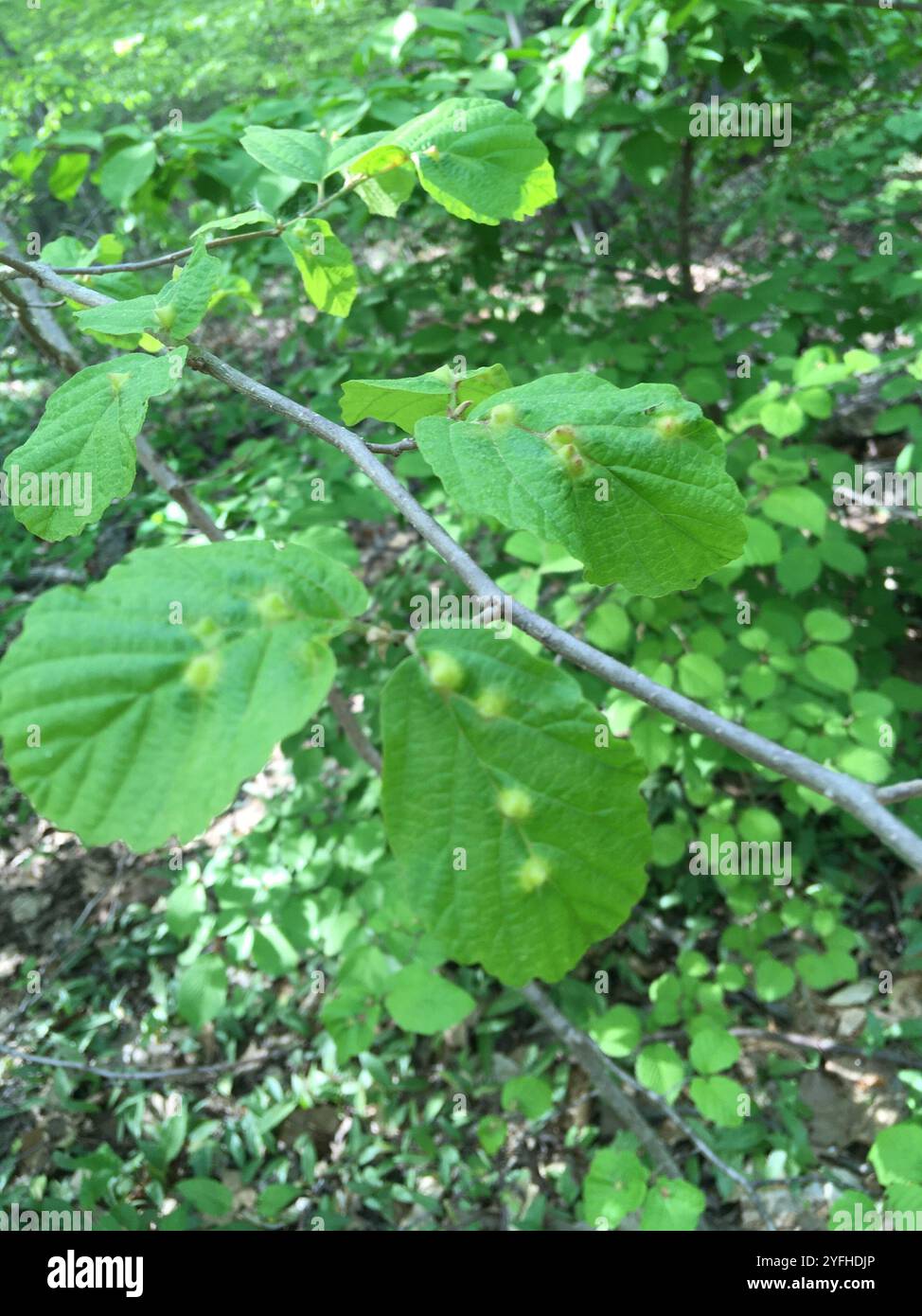 Witch-hazel Cone Gall Aphid (Hormaphis hamamelidis Stock Photo - Alamy