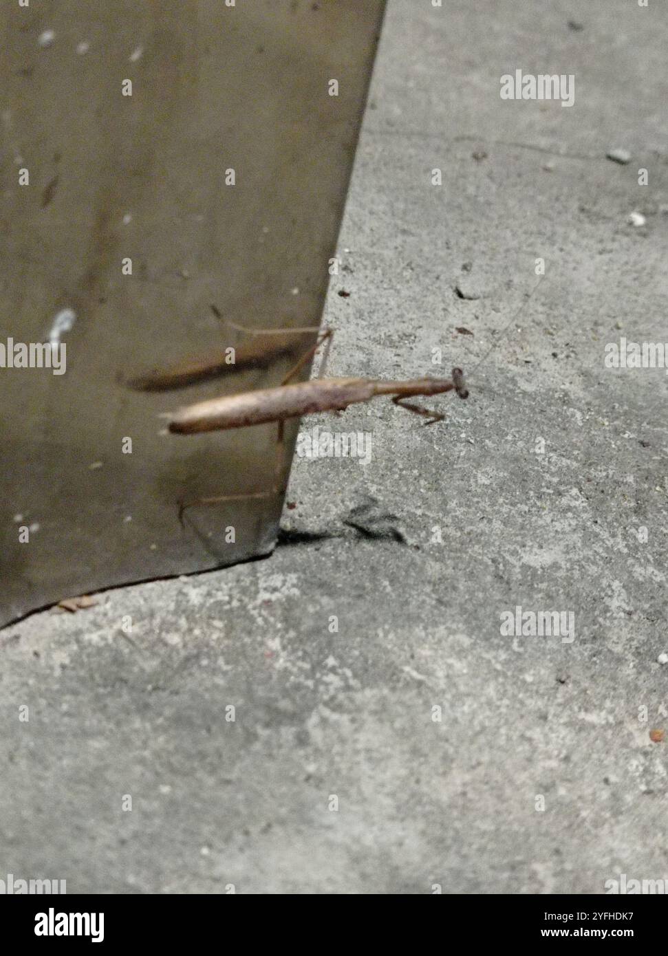 Asian jumping mantis hi-res stock photography and images - Alamy