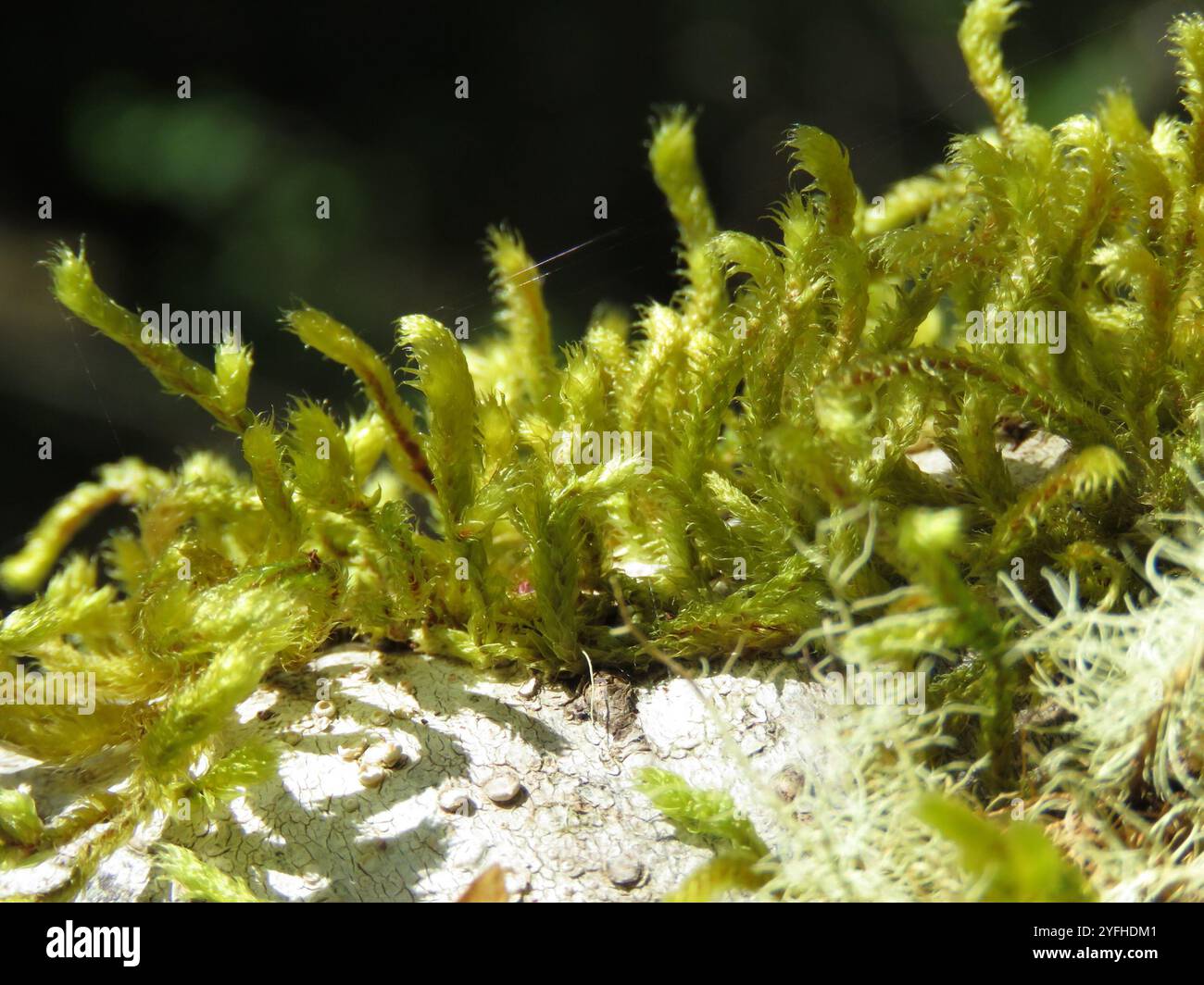 Pendulous Wing-moss (Antitrichia curtipendula Stock Photo - Alamy