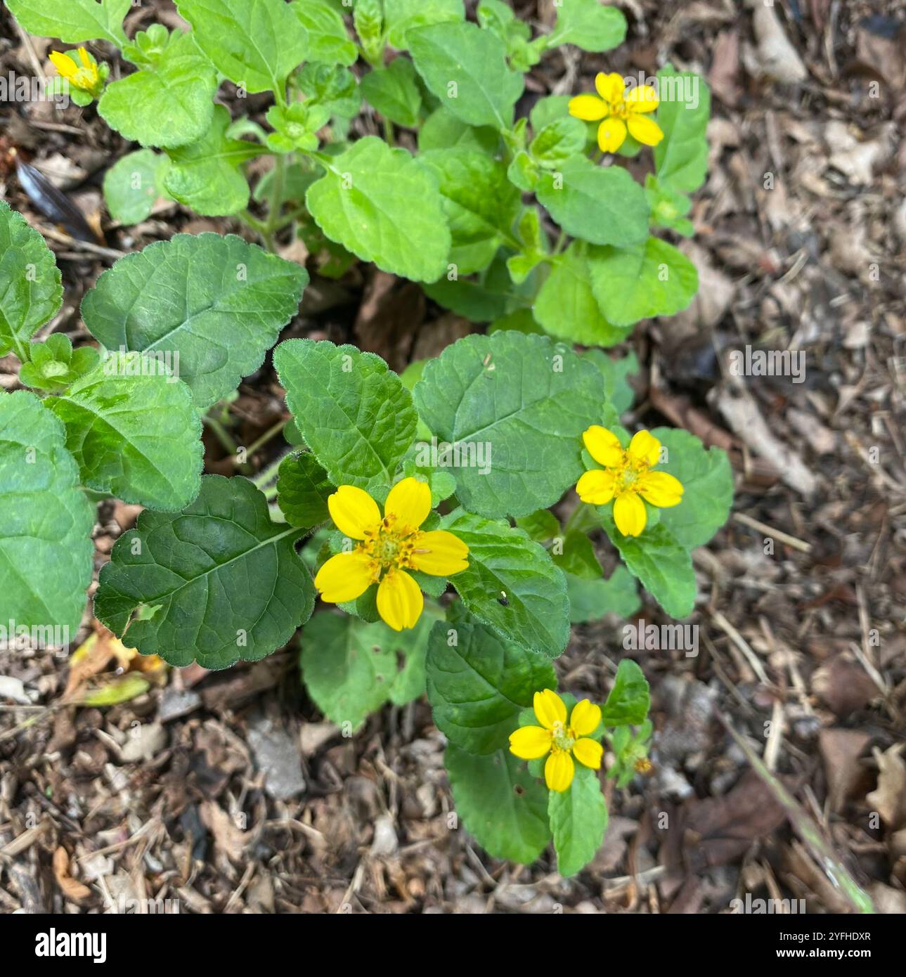 northern green-and-gold (Chrysogonum virginianum Stock Photo - Alamy