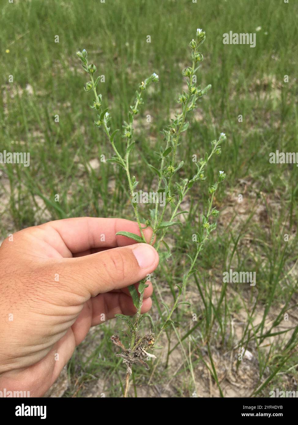 Flatspine Stickseed (Lappula occidentalis Stock Photo - Alamy