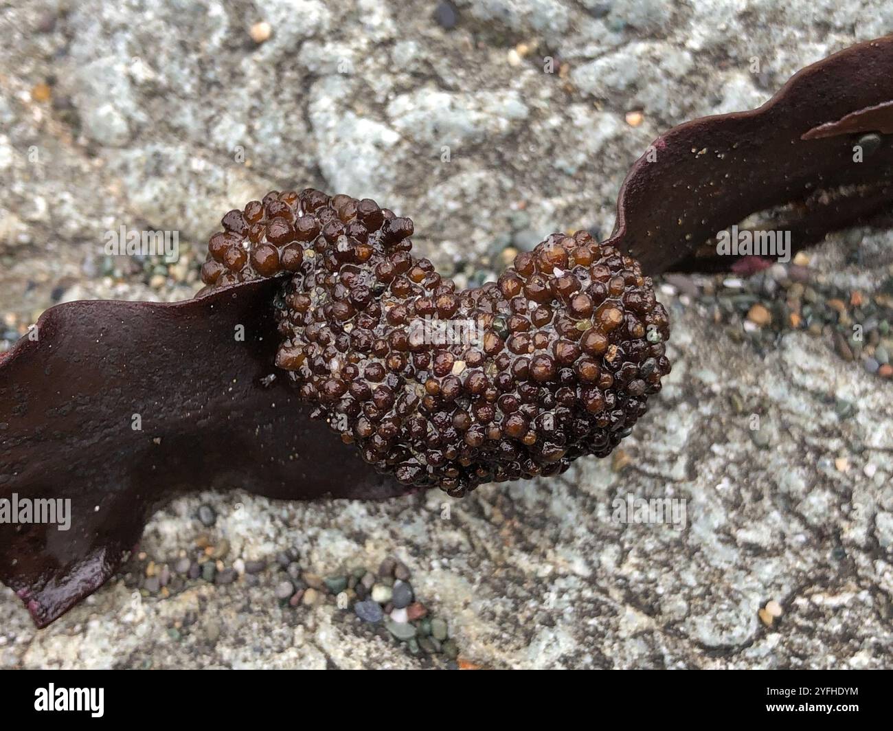 red algae (Rhodophyta Stock Photo - Alamy