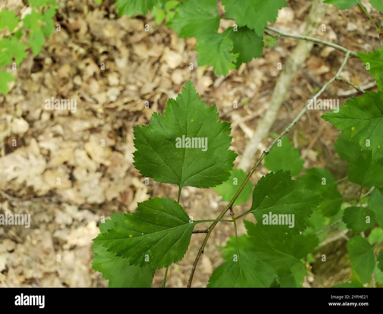 green hawthorn (Crataegus viridis Stock Photo - Alamy