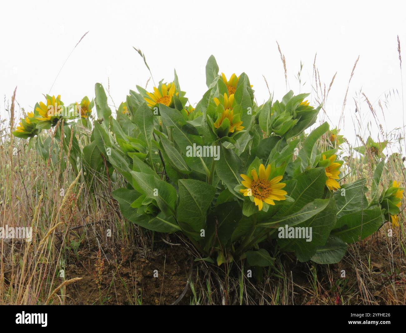smooth mule-ears (Wyethia glabra Stock Photo - Alamy