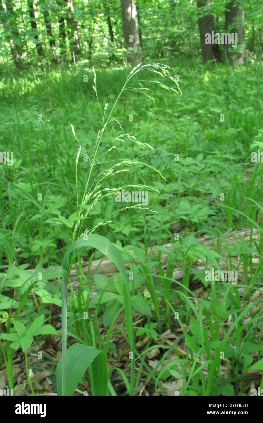 Wood Millet (Milium effusum Stock Photo - Alamy