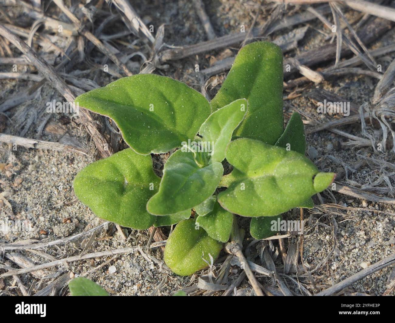 New Zealand Spinach (Tetragonia tetragonoides Stock Photo - Alamy