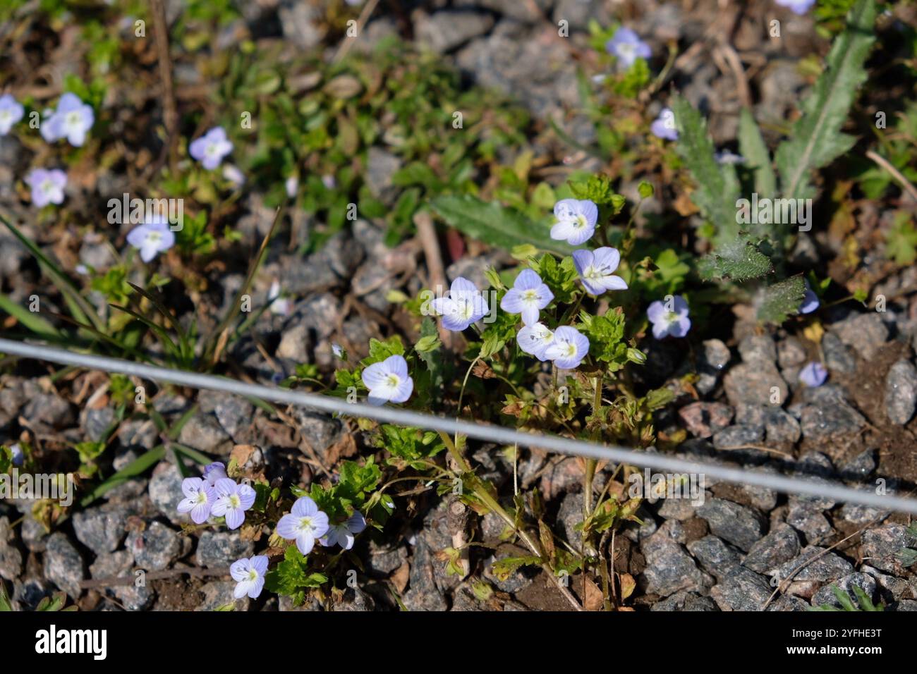 bird's-eye speedwell (Veronica persica Stock Photo - Alamy